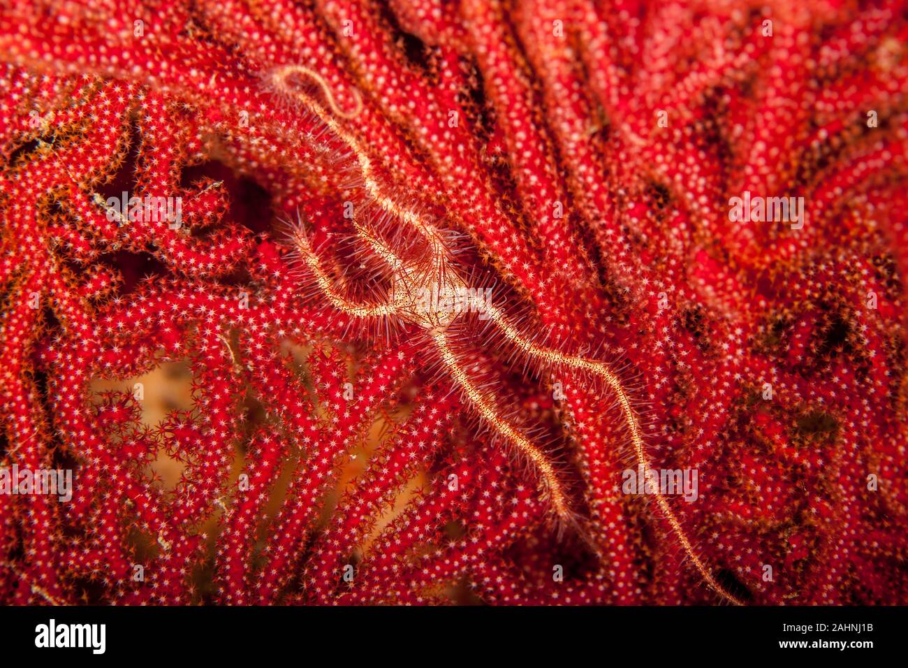 Starfish or sea stars are star-shaped echinoderms belonging to the ...