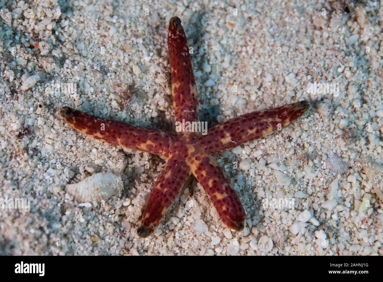 What Class Is A Starfish