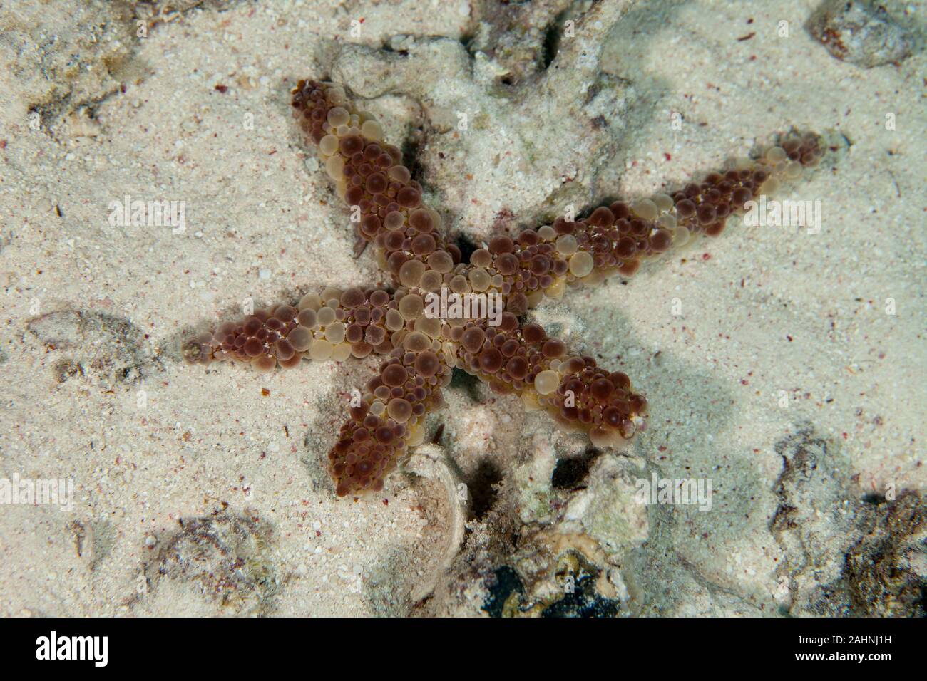 Starfish or sea stars are star-shaped echinoderms belonging to the ...