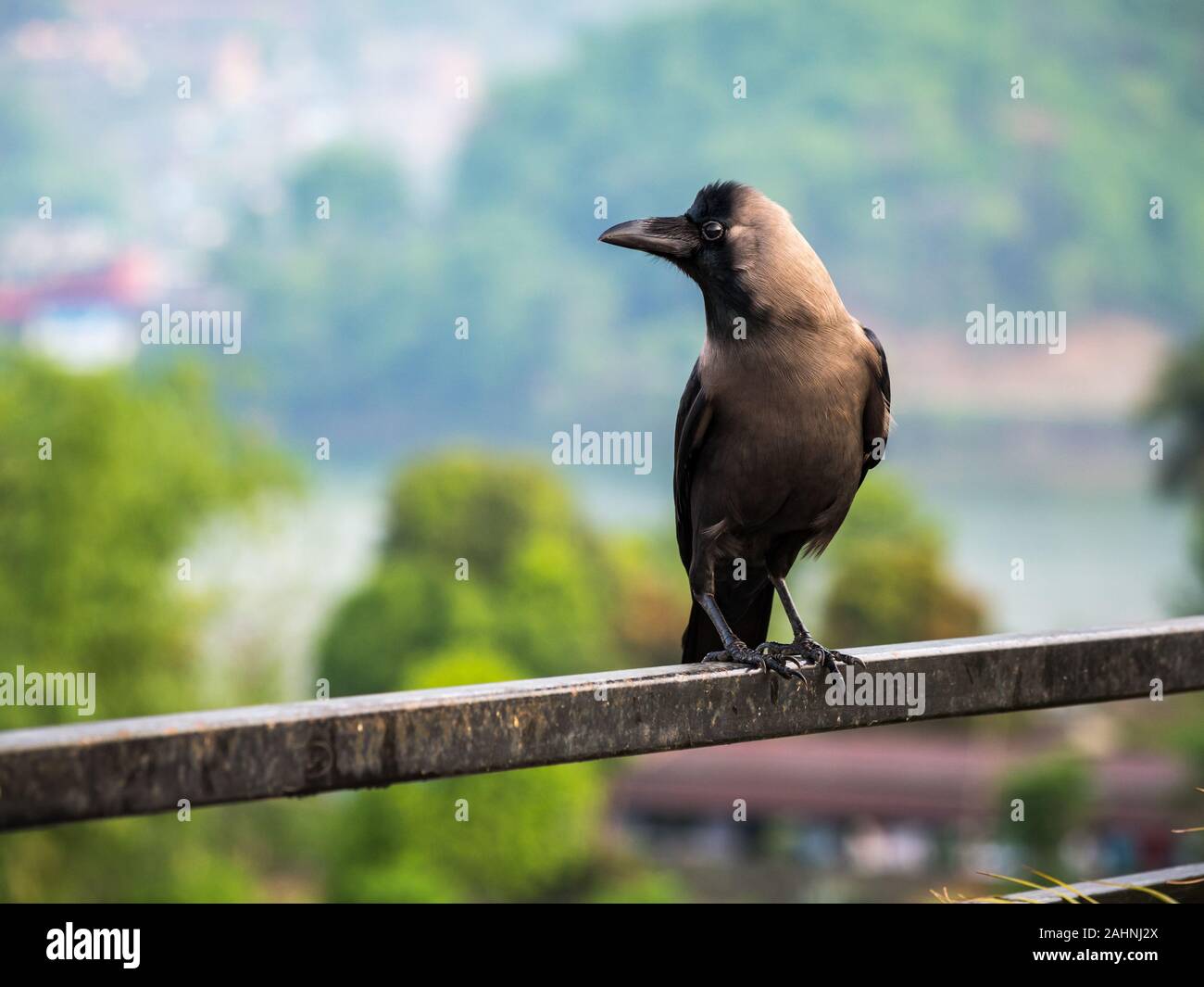 Crow Look Bird High Resolution Stock Photography and Images - Alamy