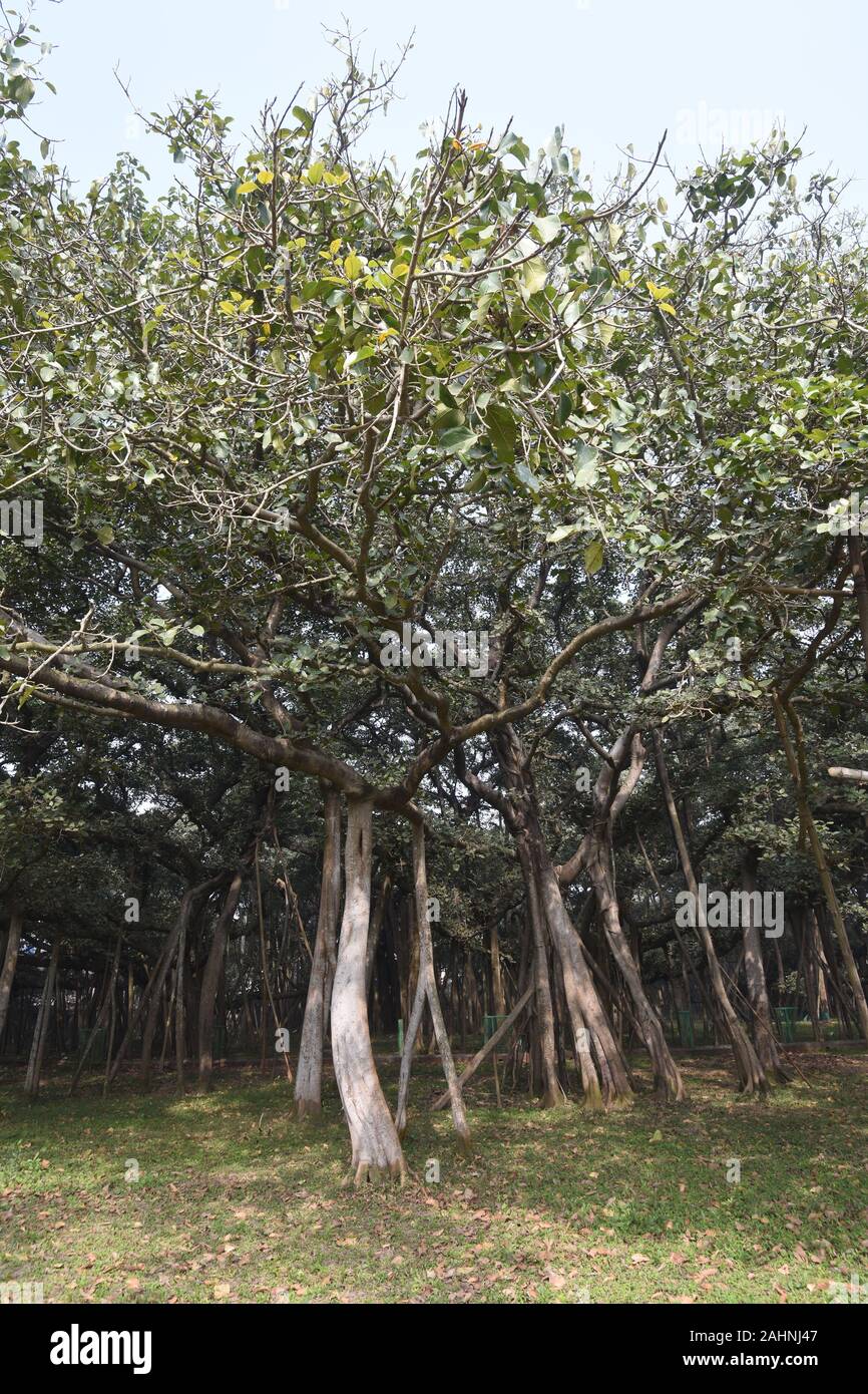 Ficus Bengal Tree High Resolution Stock Photography and Images - Alamy