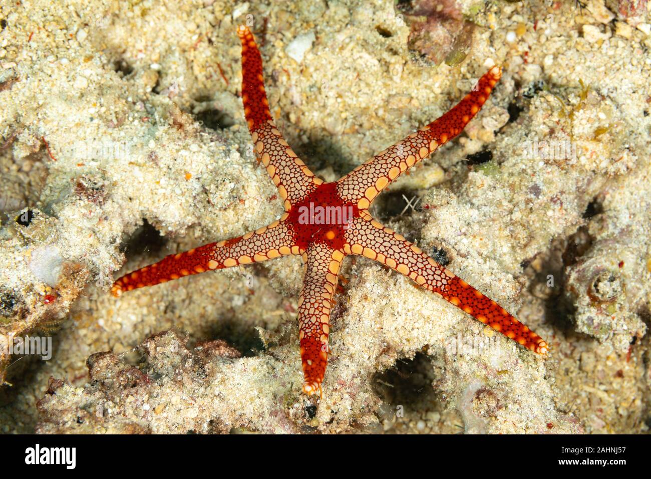 What Class Is A Starfish