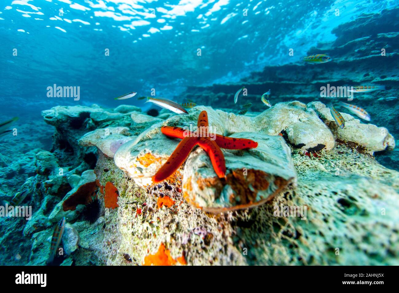 Starfish or sea stars are star-shaped echinoderms belonging to the ...