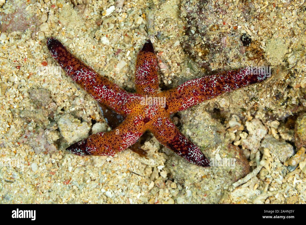 Starfish or sea stars are star-shaped echinoderms belonging to the ...