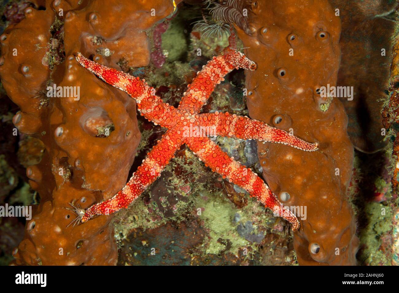 What Class Is A Starfish