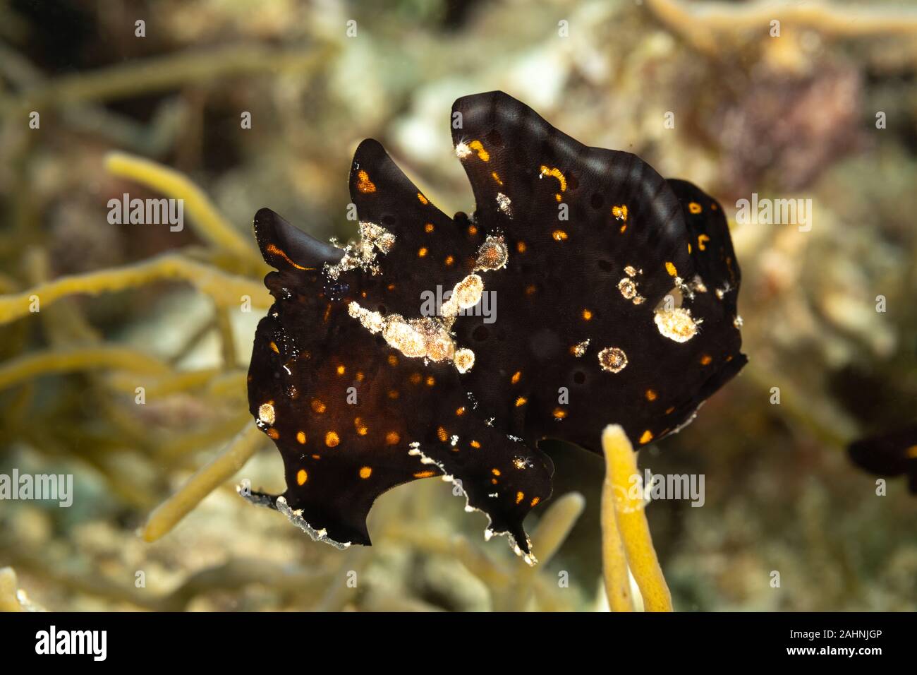 The painted frogfish or spotted frogfish, Antennarius pictus, is a ...