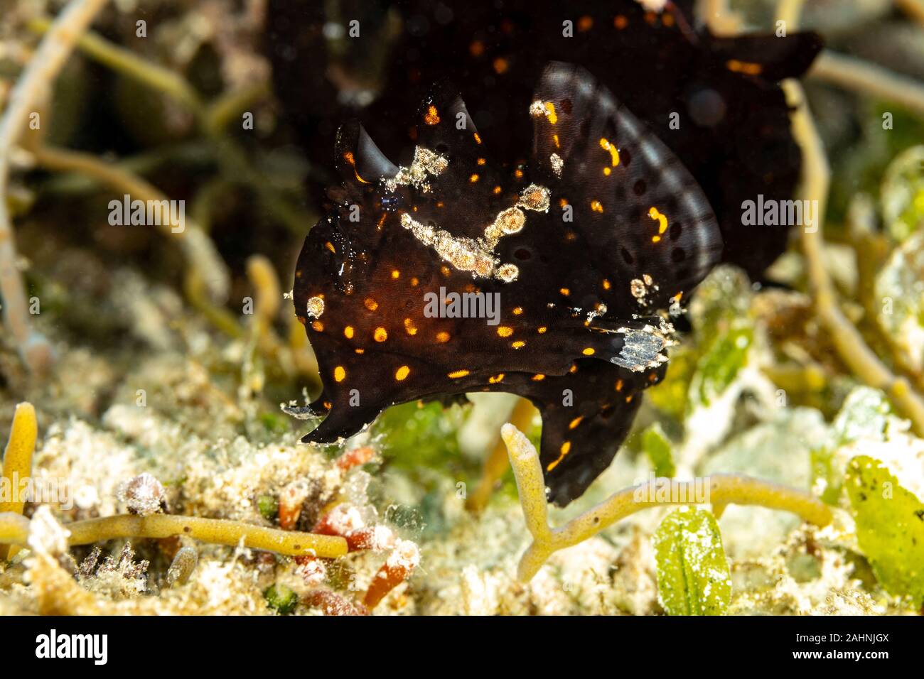The painted frogfish or spotted frogfish, Antennarius pictus, is a ...