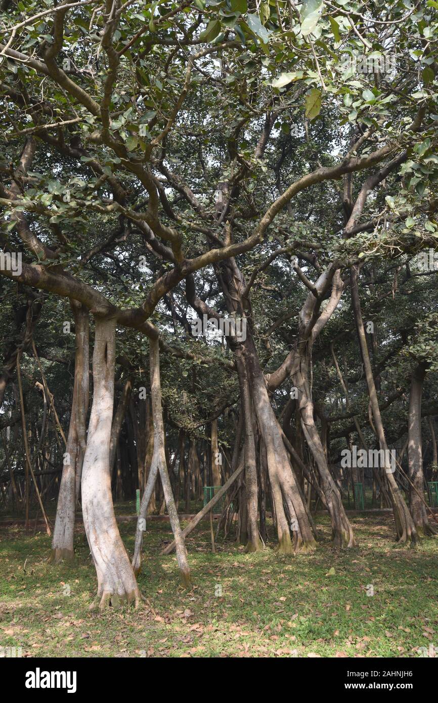 The Great Banyan (Ficus benghalensis) tree at the AJC Bose Indian ...