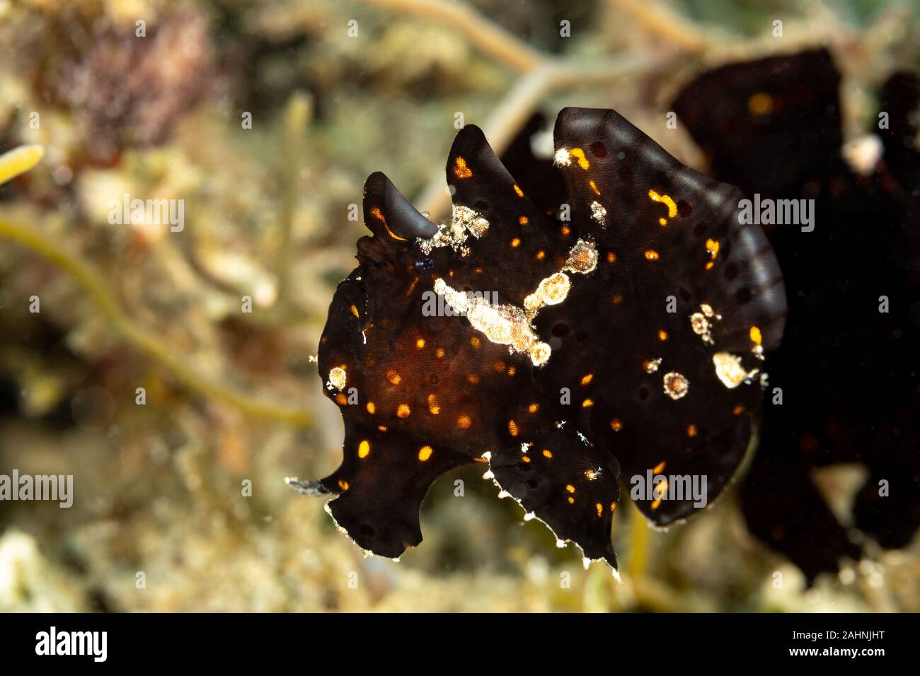 The painted frogfish or spotted frogfish, Antennarius pictus, is a ...