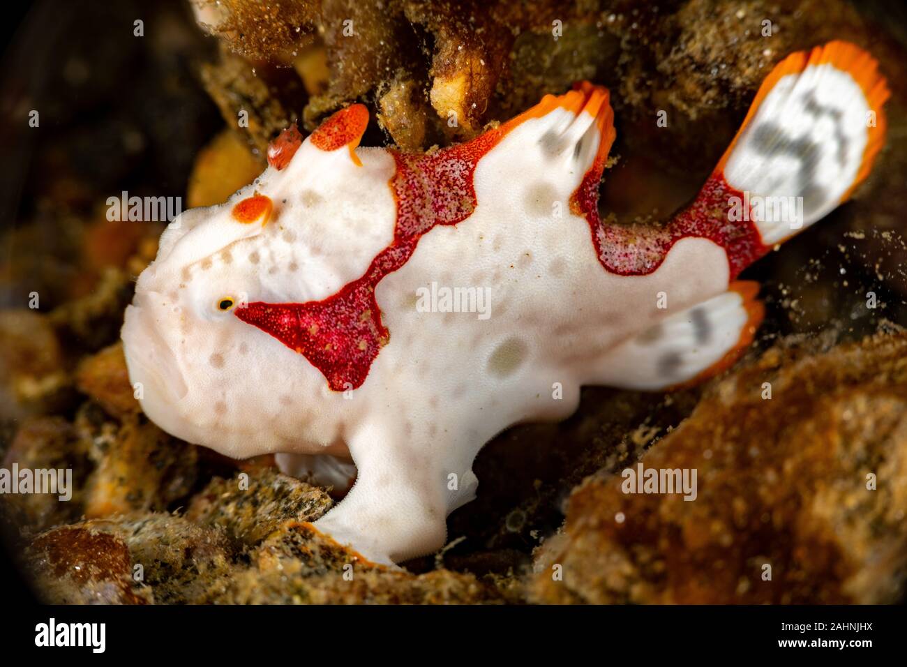 Warty frogfish, clown frogfish, Antennarius maculatus is a marine fish ...