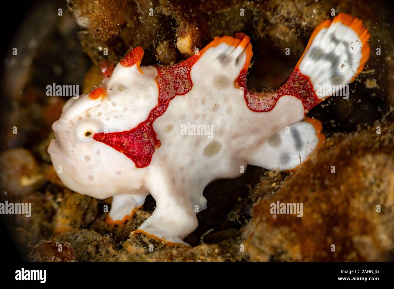 Close up warty frogfish antennarius maculatus hi-res stock photography ...
