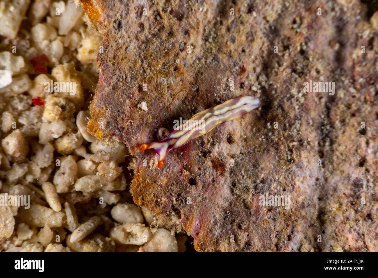 White-spotted Thuridilla, thuridilla albopustulosa, is a genus of ...