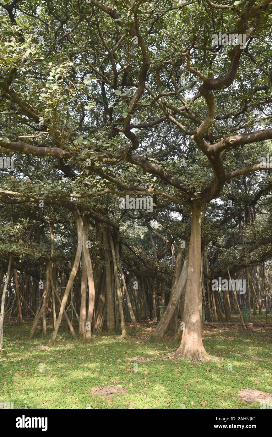 The Great Banyan (Ficus benghalensis) tree at the AJC Bose Indian ...