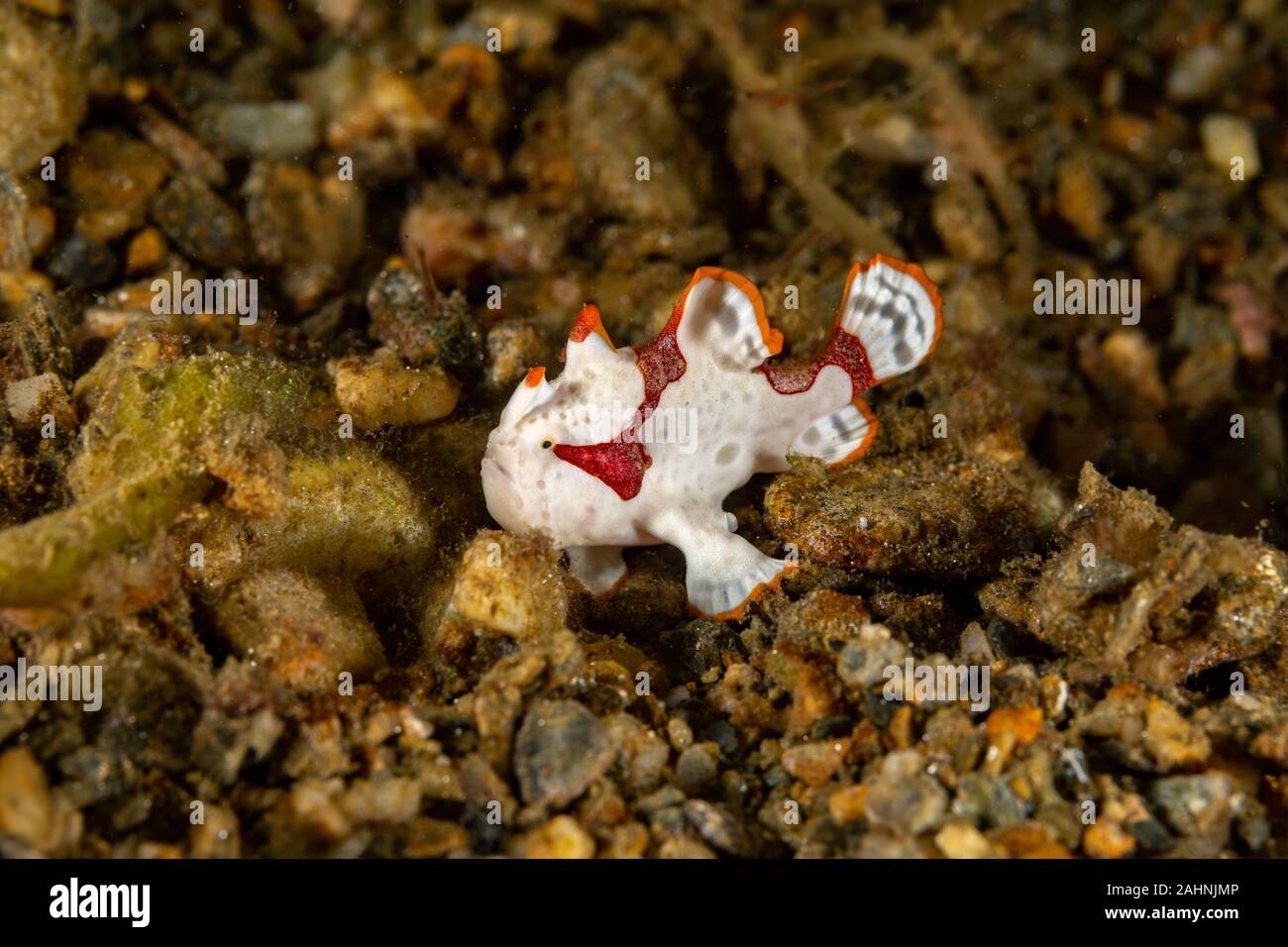 Warty frogfish, clown frogfish, Antennarius maculatus is a marine fish ...