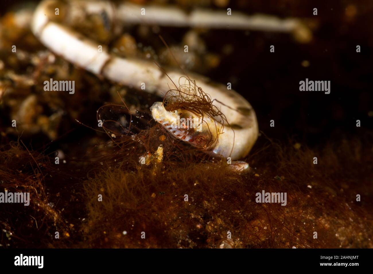 White pipefish is a species of marine fish in the family Syngnathidae ...