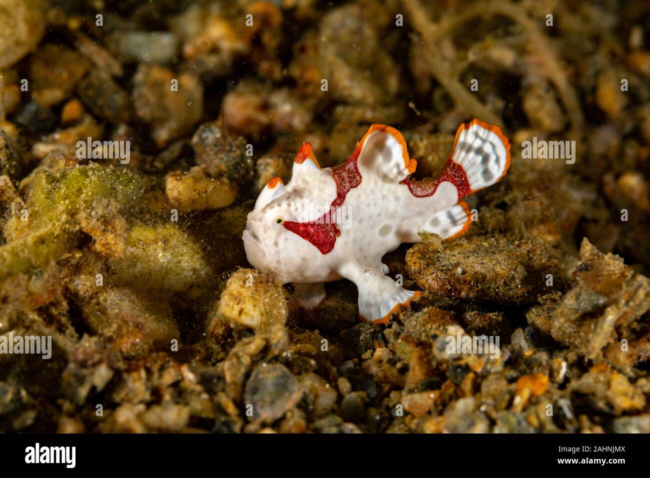 Warty frogfish, clown frogfish, Antennarius maculatus is a marine fish ...