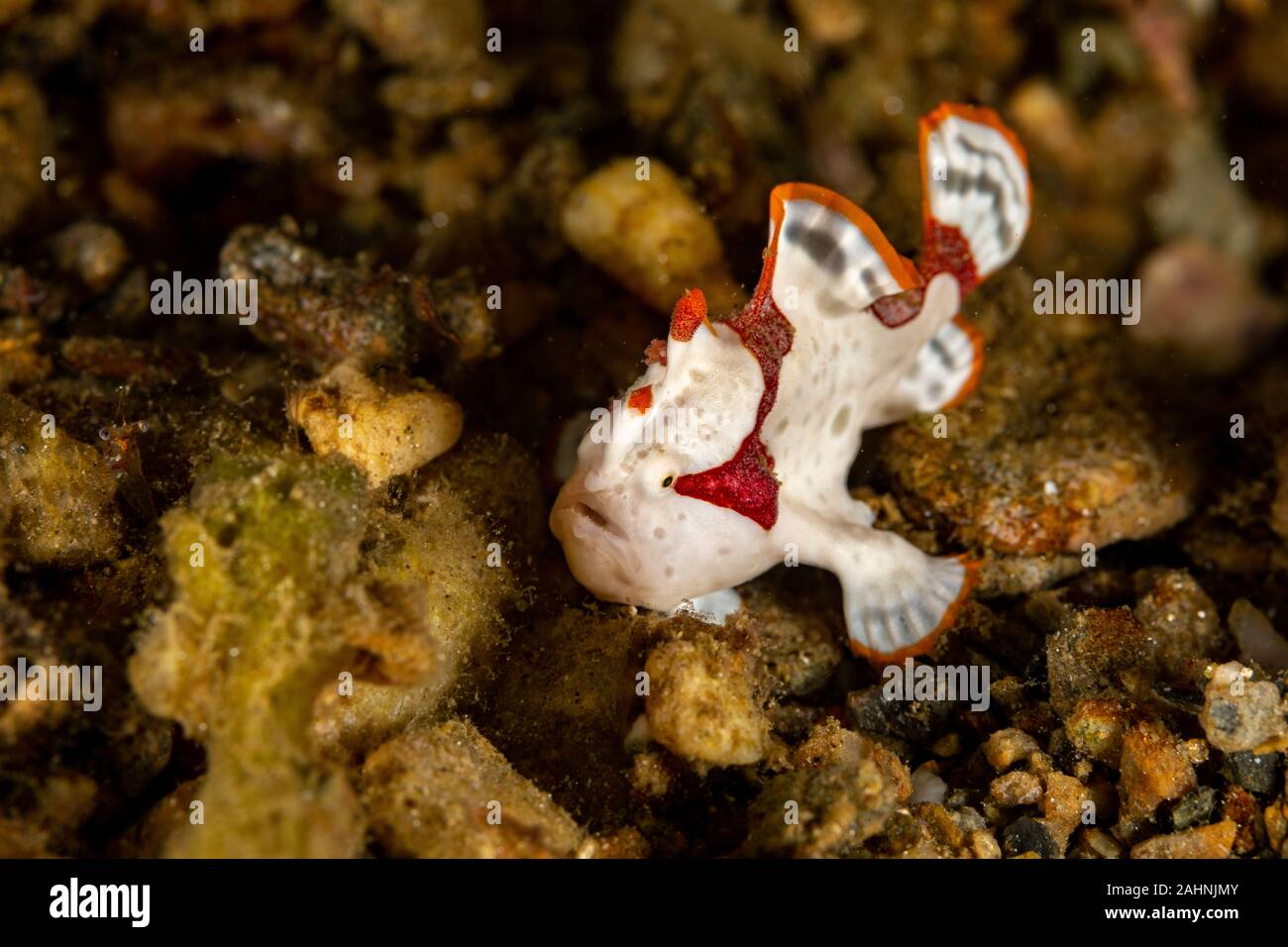 Warty frogfish, clown frogfish, Antennarius maculatus is a marine fish ...
