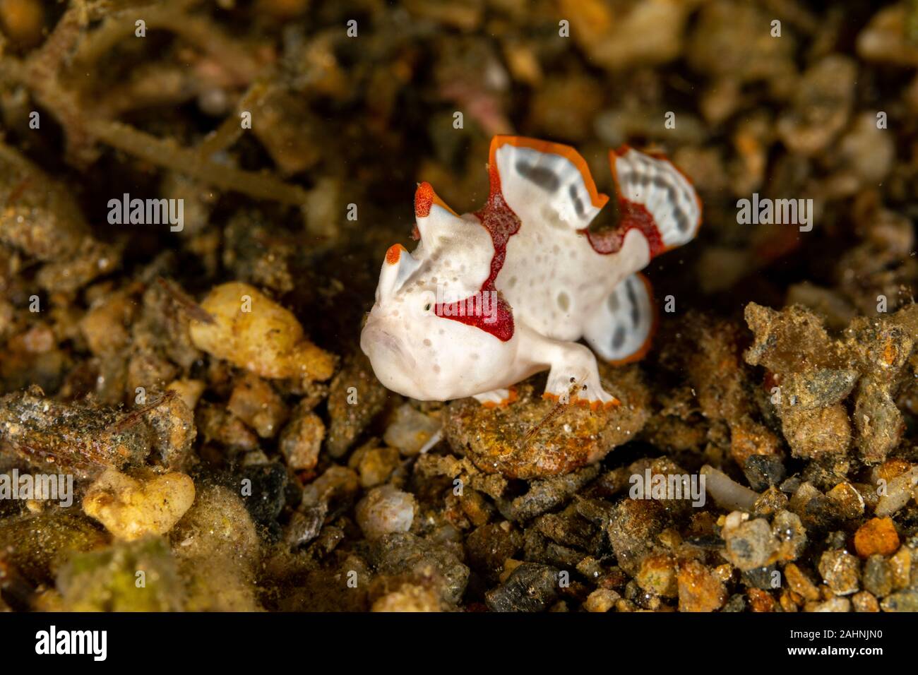 Warty frogfish, clown frogfish, Antennarius maculatus is a marine fish ...