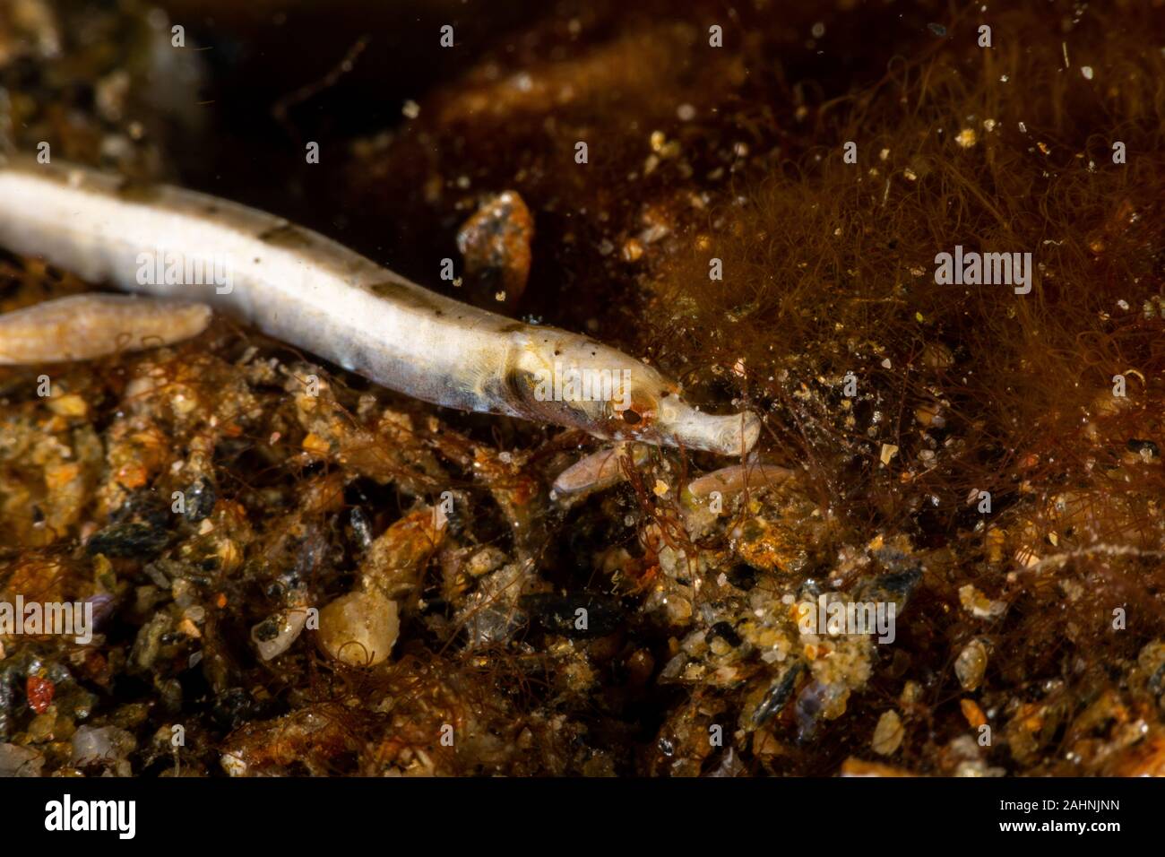 White pipefish is a species of marine fish in the family Syngnathidae ...