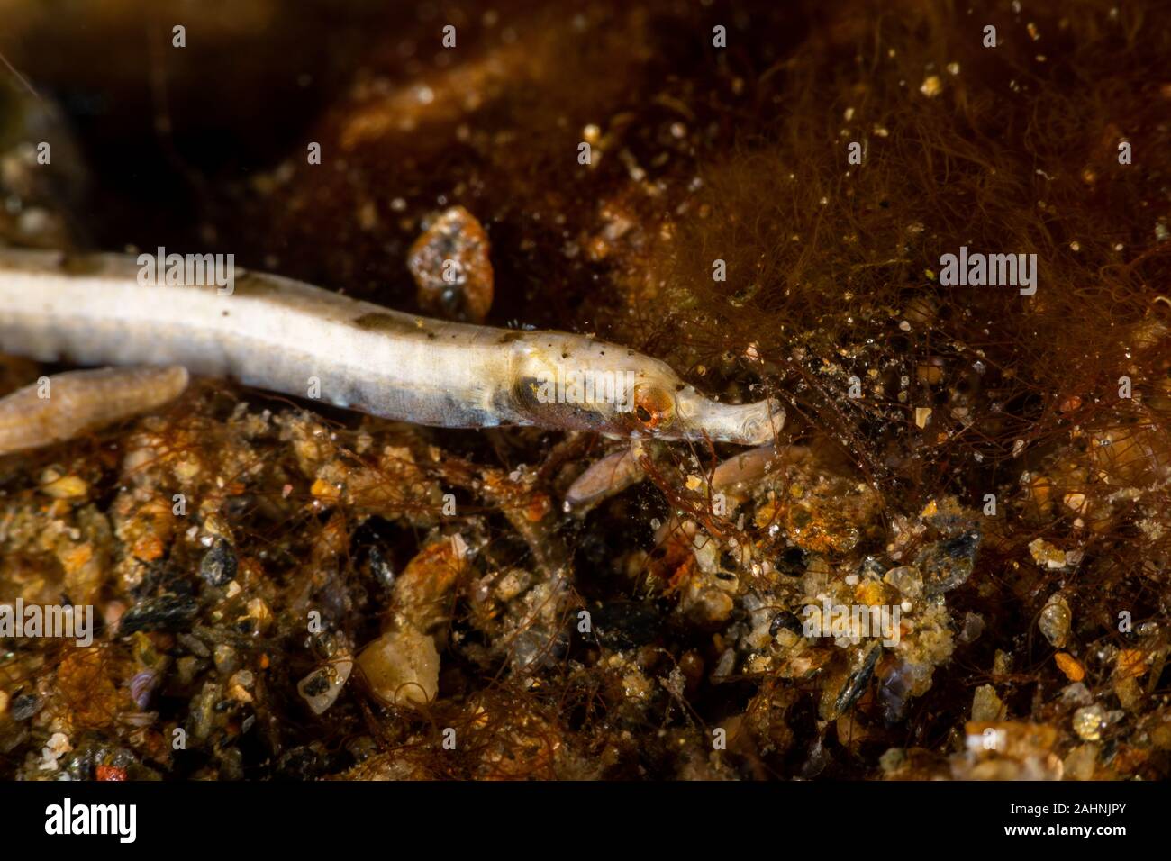 White pipefish is a species of marine fish in the family Syngnathidae ...
