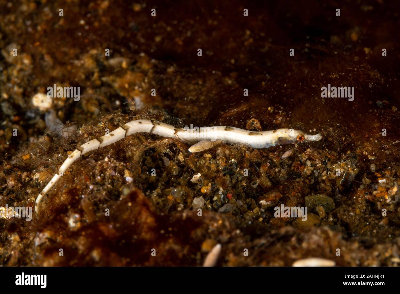 White pipefish is a species of marine fish in the family Syngnathidae ...