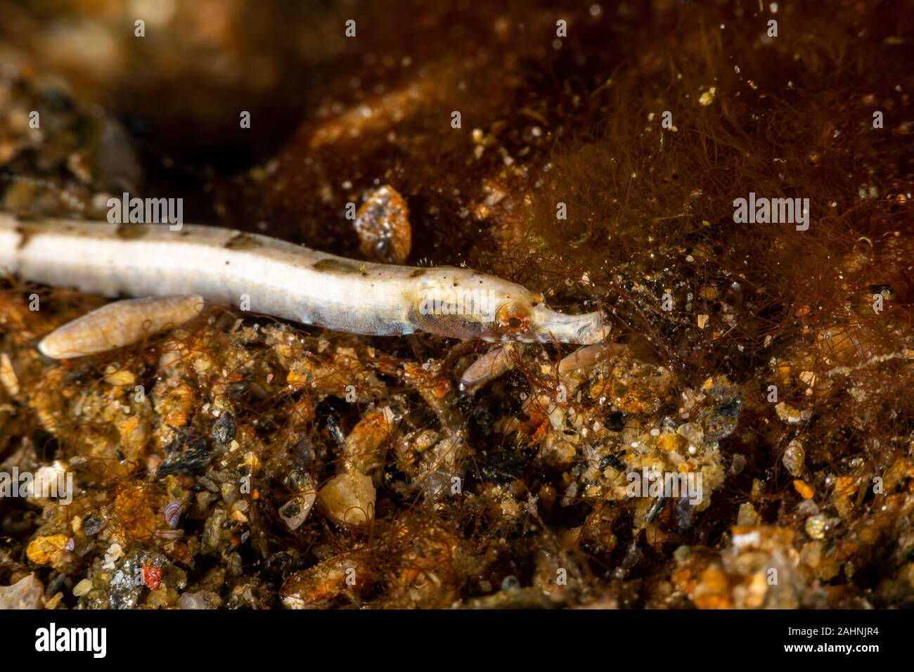 White pipefish is a species of marine fish in the family Syngnathidae ...
