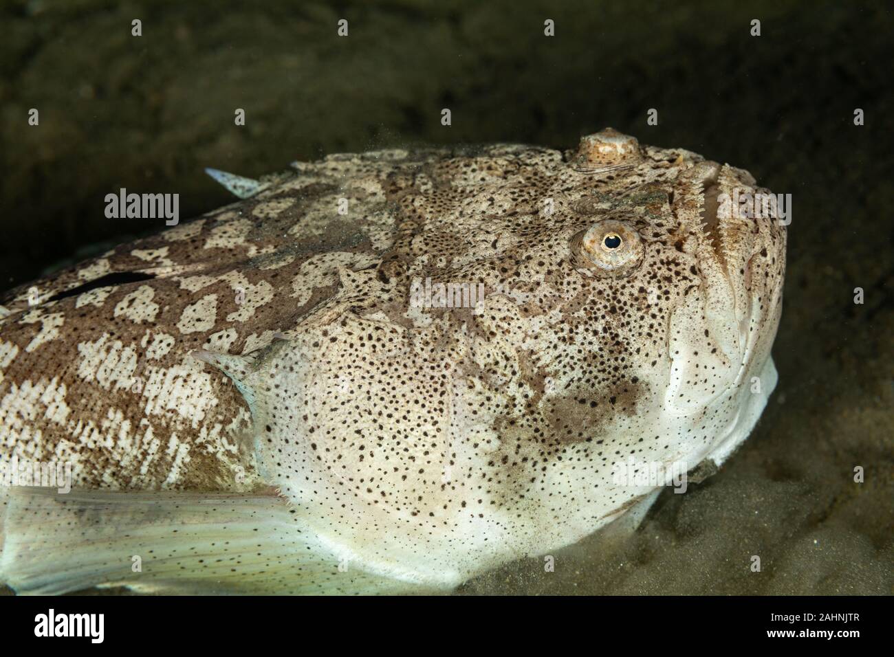 Whitemargin stargazer is a fish of family Uranoscopidae, widespread in ...