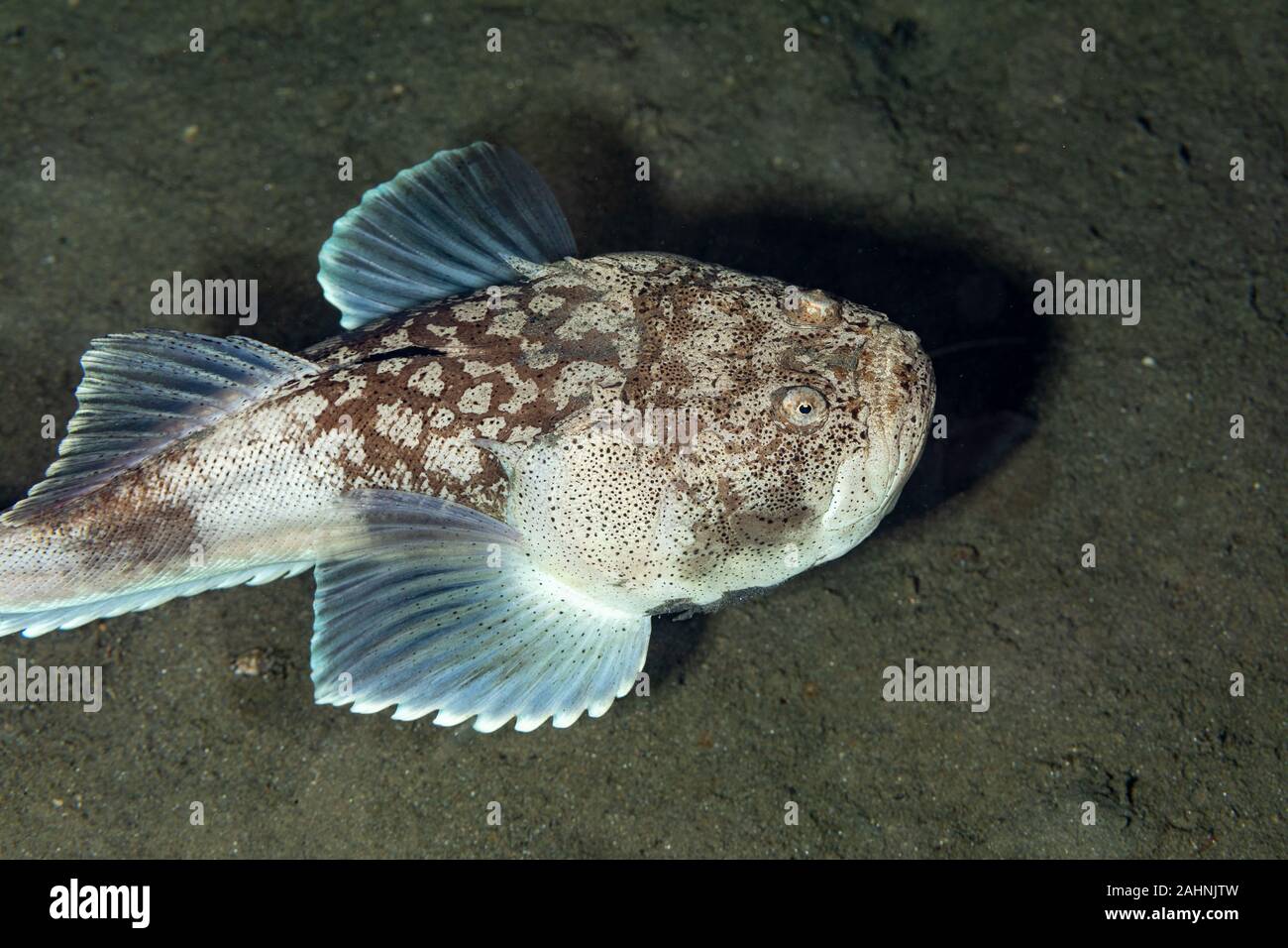 Whitemargin stargazer is a fish of family Uranoscopidae, widespread in ...