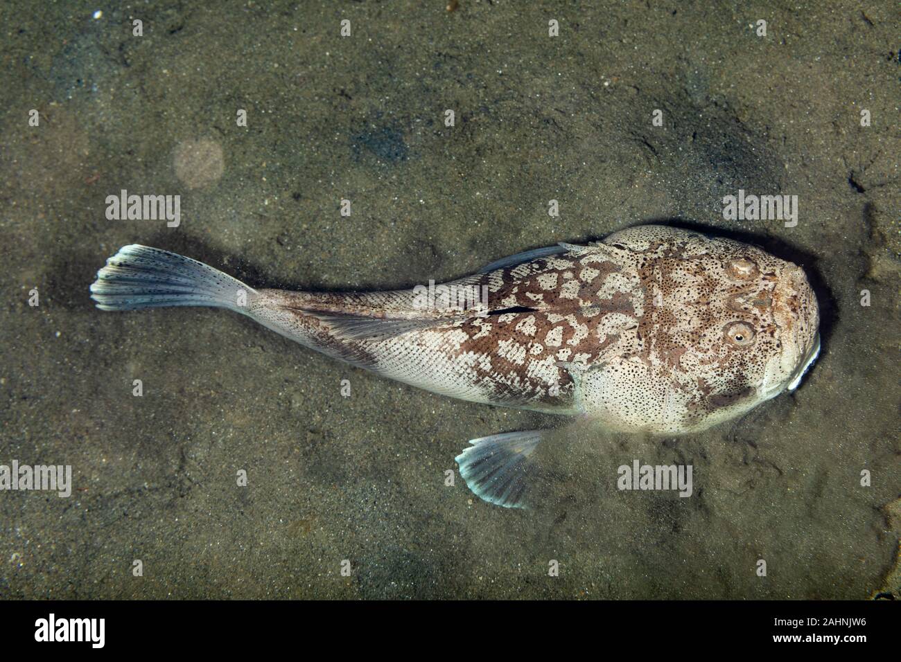 Whitemargin stargazer is a fish of family Uranoscopidae, widespread in ...