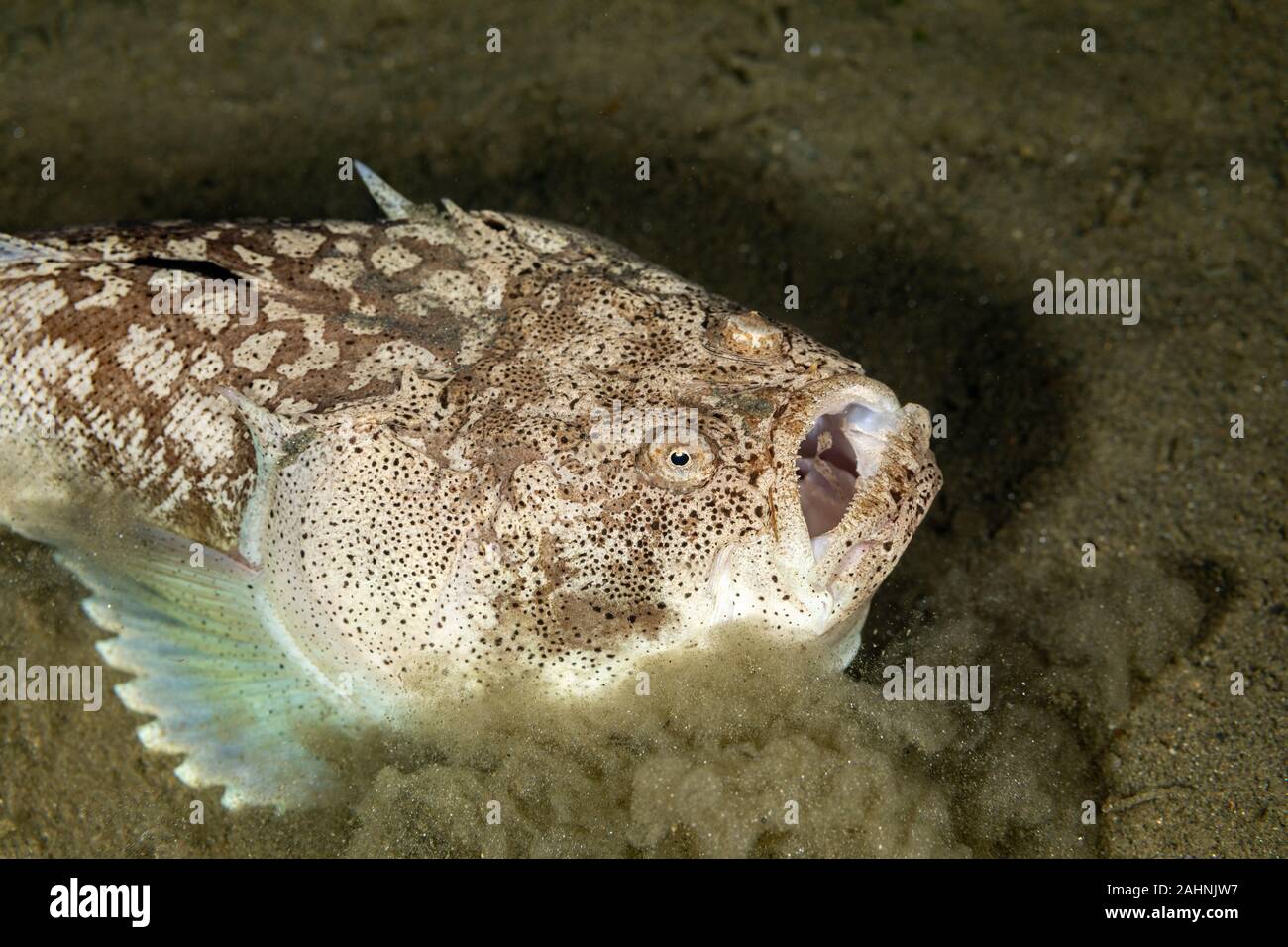 Whitemargin stargazer is a fish of family Uranoscopidae, widespread in ...