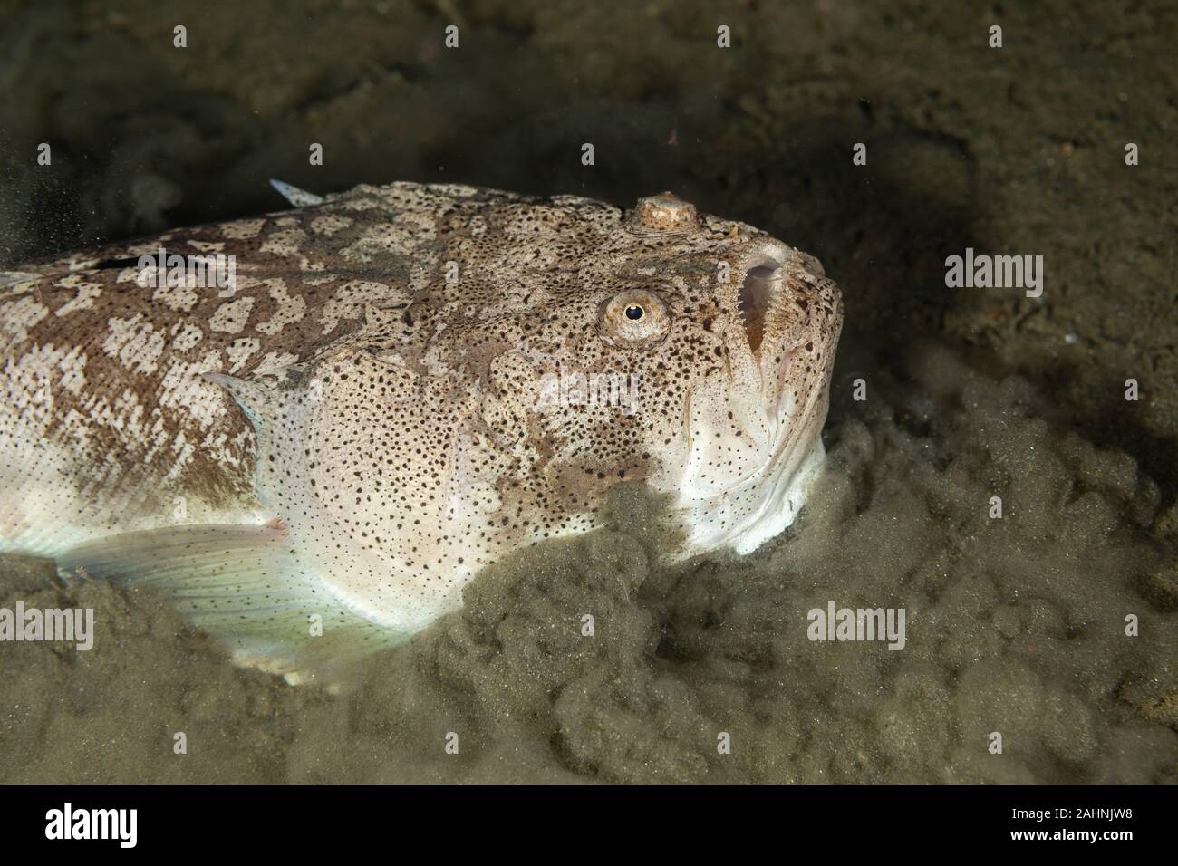 Whitemargin stargazer is a fish of family Uranoscopidae, widespread in ...