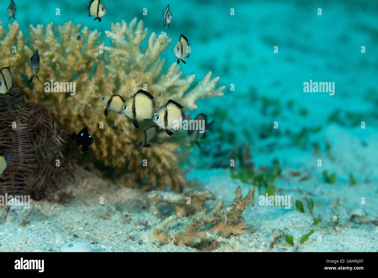 Two-stripe damselfish, reticulate dascyllus, Dascyllus reticulatus ...