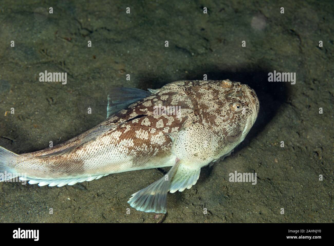 Whitemargin stargazer is a fish of family Uranoscopidae, widespread in ...