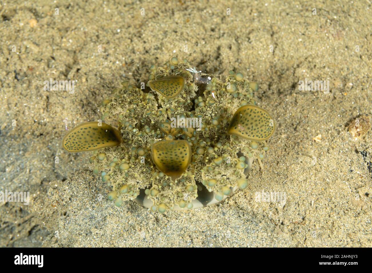 Upside-down jellyfish, Cassiopea andromeda is a type of jellyfish that ...