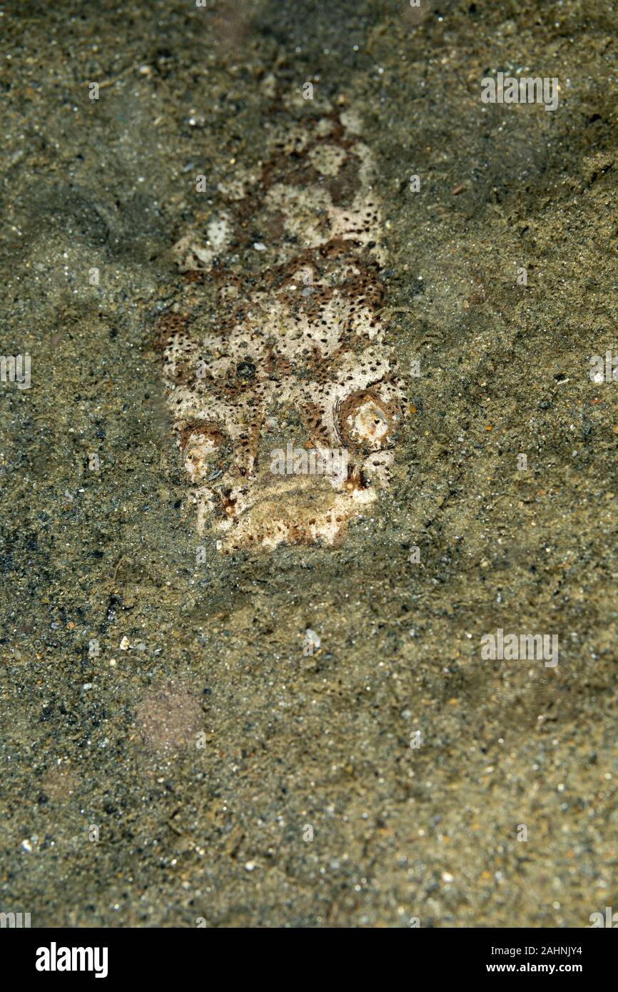 Whitemargin stargazer is a fish of family Uranoscopidae, widespread in ...