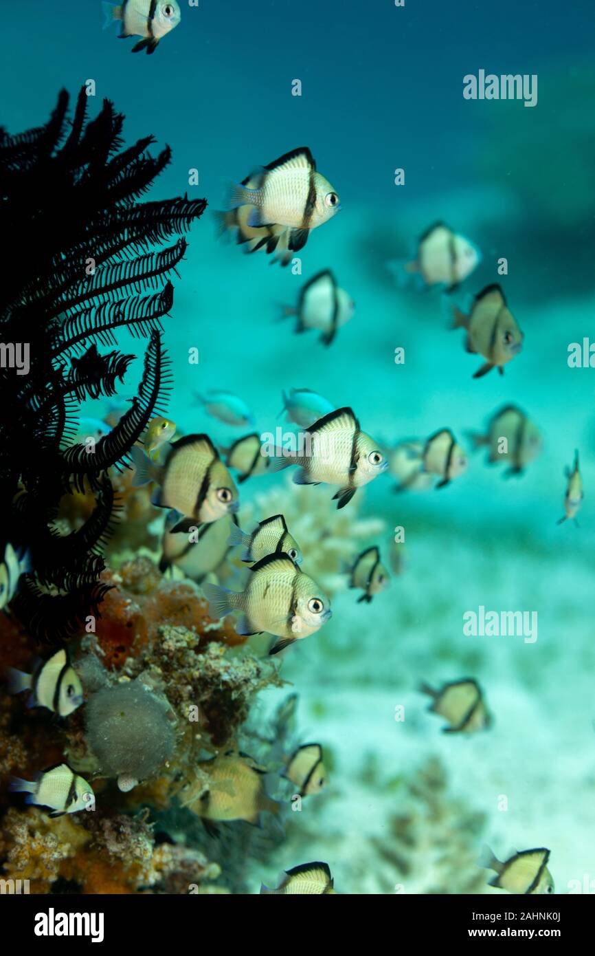 Two-stripe damselfish, reticulate dascyllus, Dascyllus reticulatus ...
