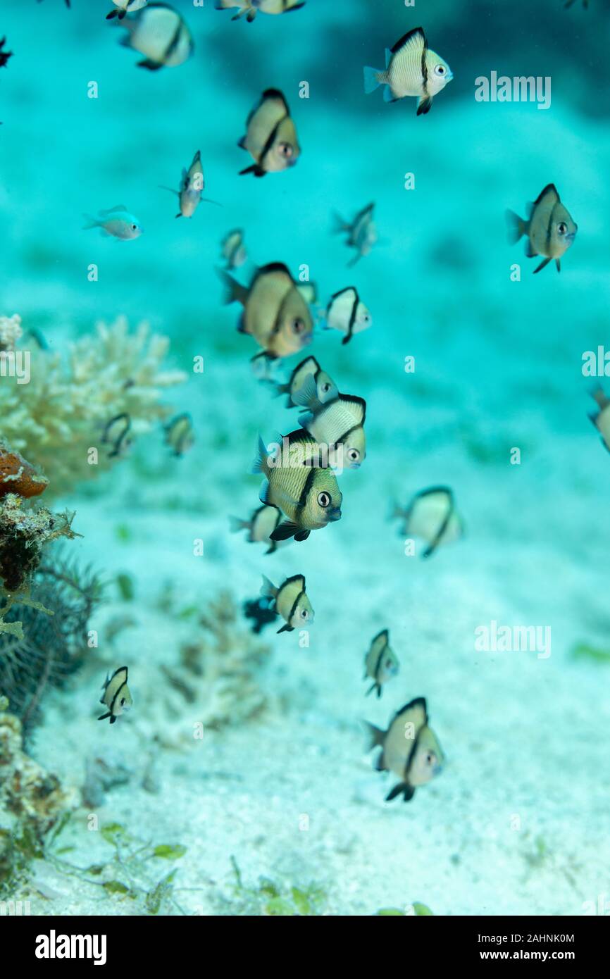 Two-stripe damselfish, reticulate dascyllus, Dascyllus reticulatus ...