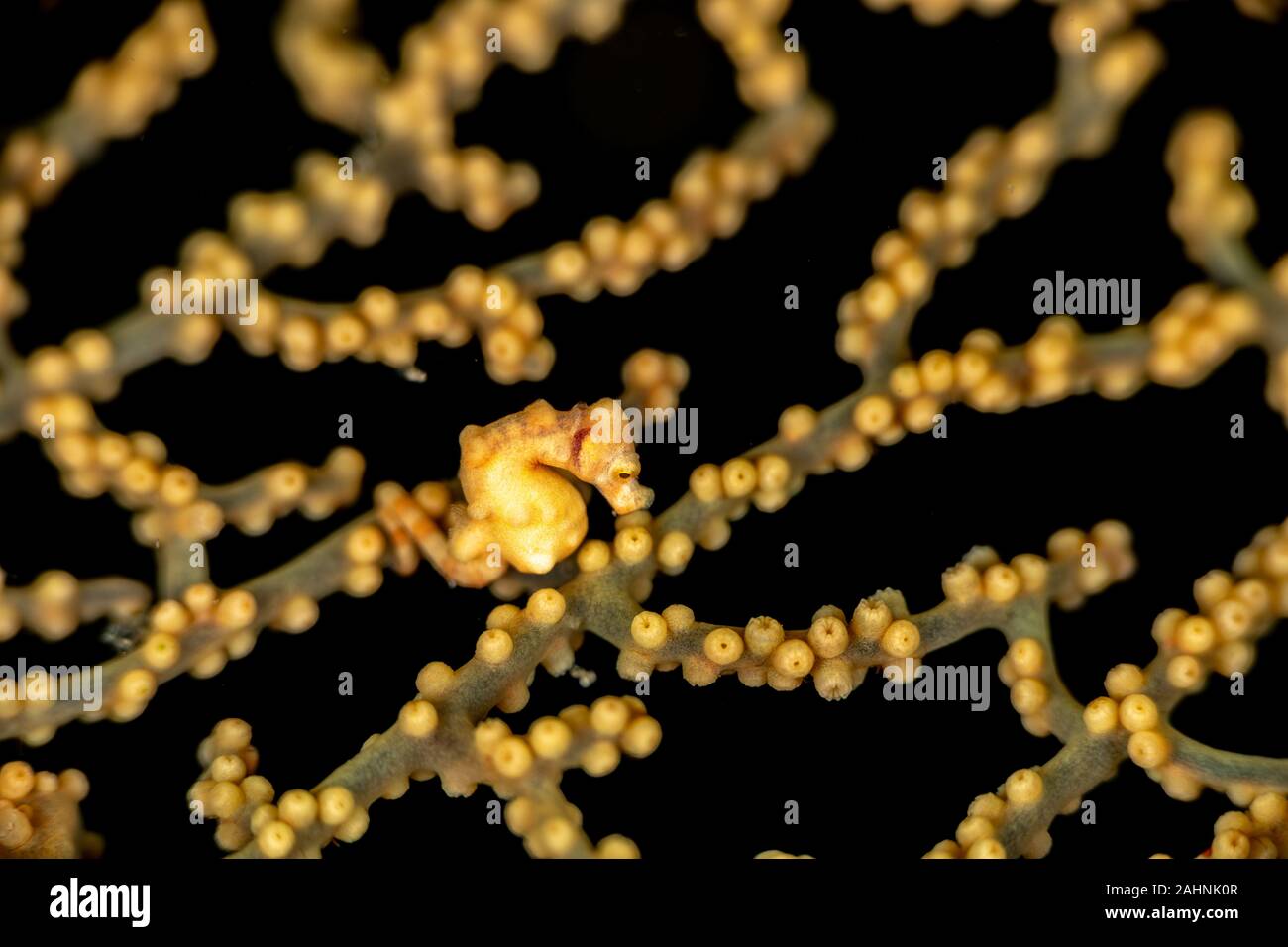 Yellow pygmy seahorse, Hippocampus denise, also known as Denise's pygmy ...
