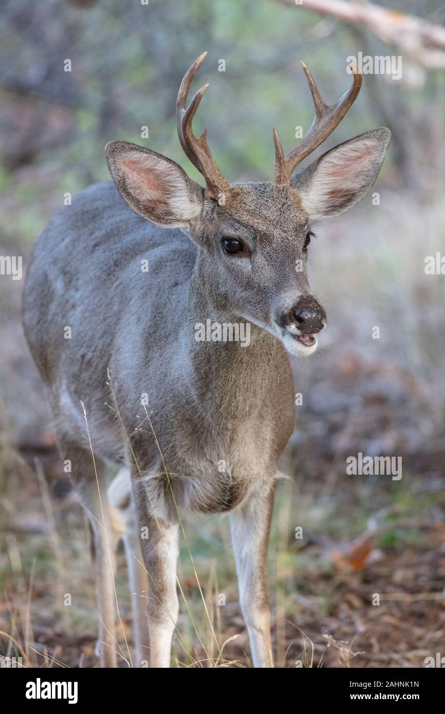 Coues Deer Coahuila Mx
