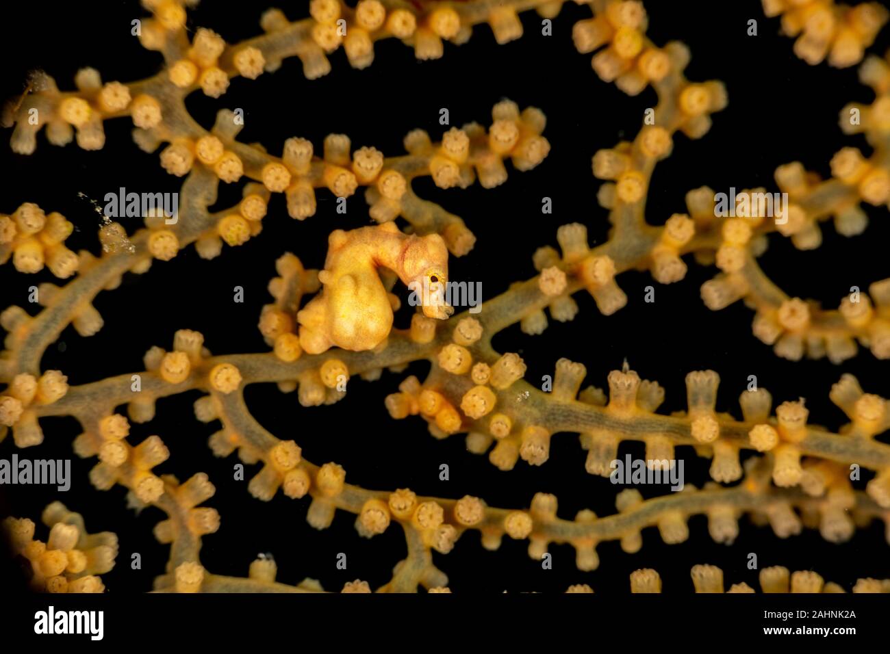Yellow pygmy seahorse, Hippocampus denise, also known as Denise's pygmy ...