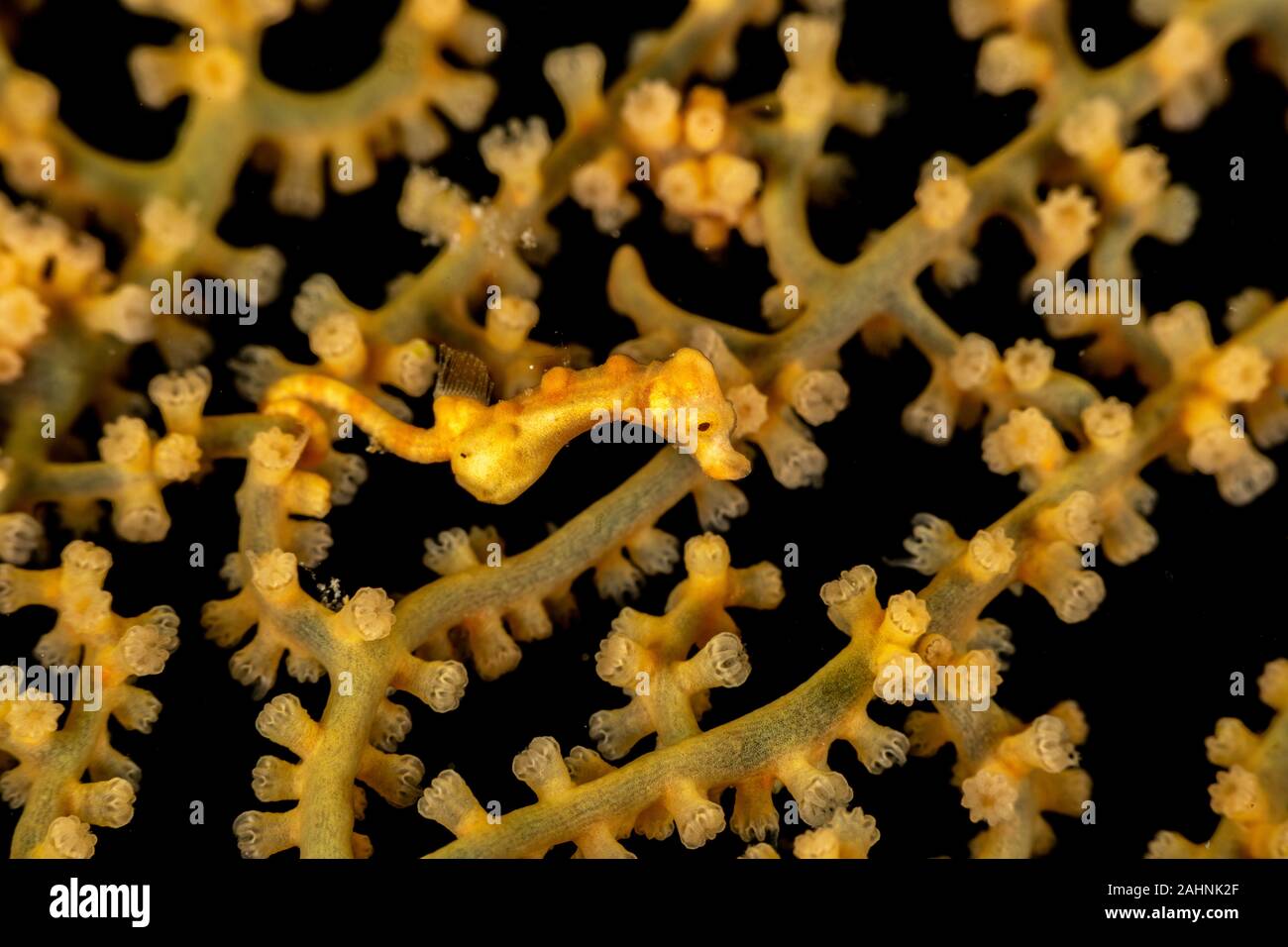 Yellow pygmy seahorse, Hippocampus denise, also known as Denise's pygmy ...