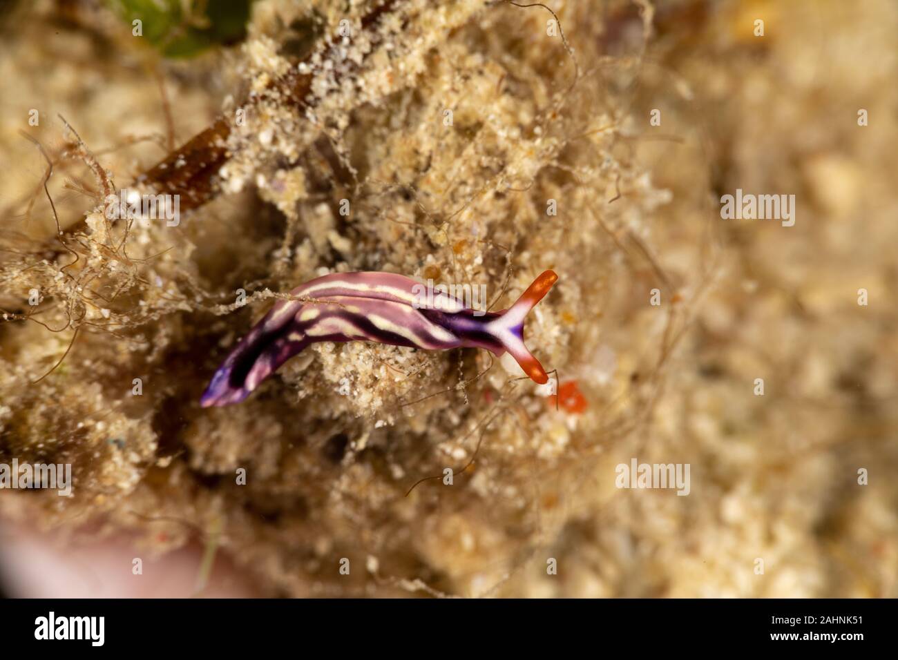 White-spotted Thuridilla, thuridilla albopustulosa, is a genus of ...