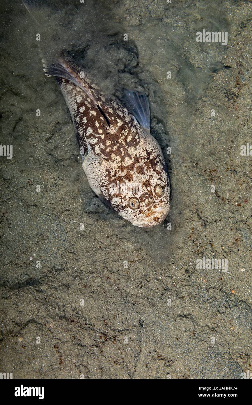Whitemargin stargazer is a fish of family Uranoscopidae, widespread in ...