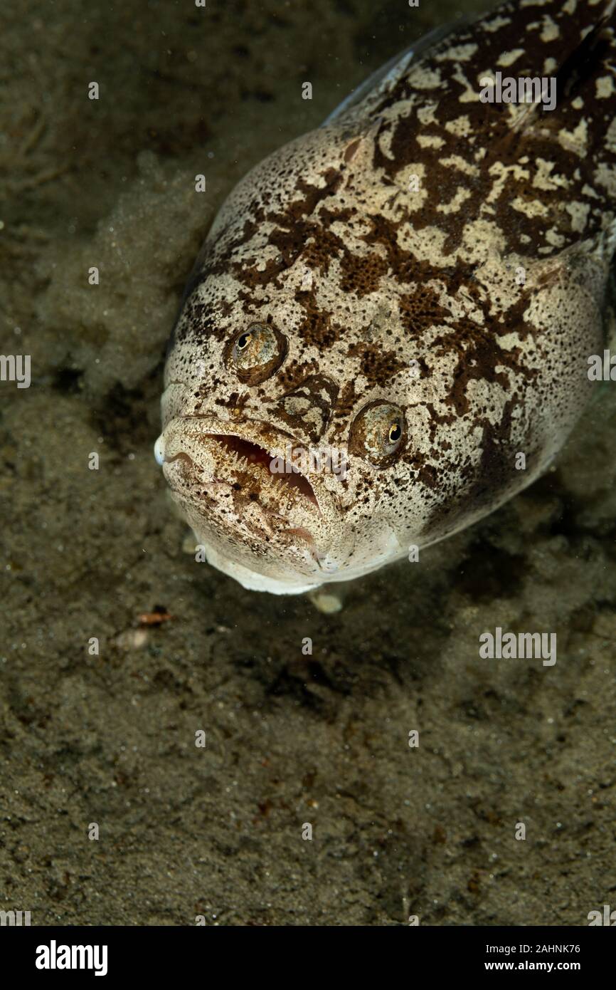Whitemargin stargazer is a fish of family Uranoscopidae, widespread in ...