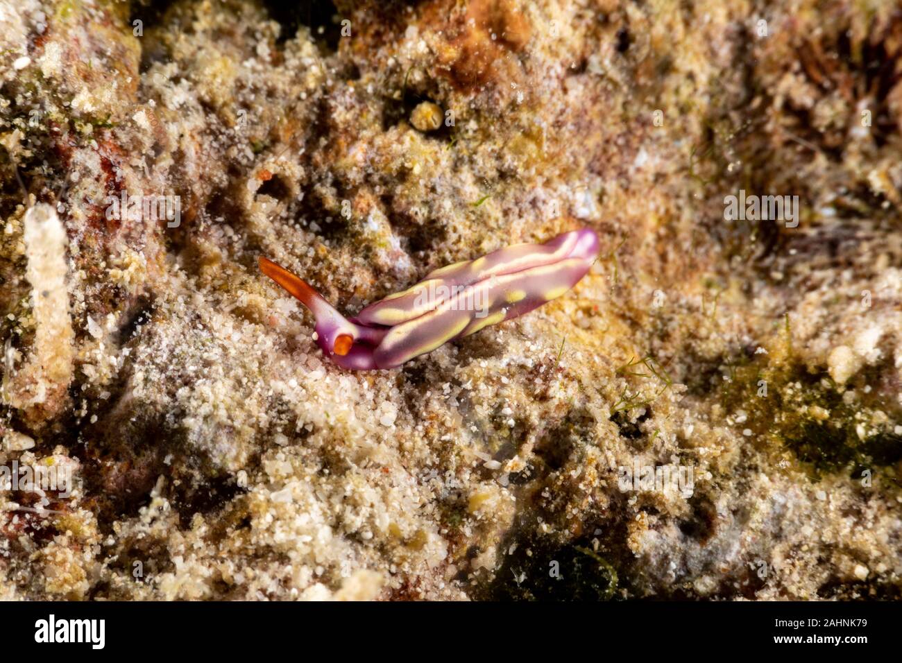 White-spotted Thuridilla, thuridilla albopustulosa, is a genus of ...