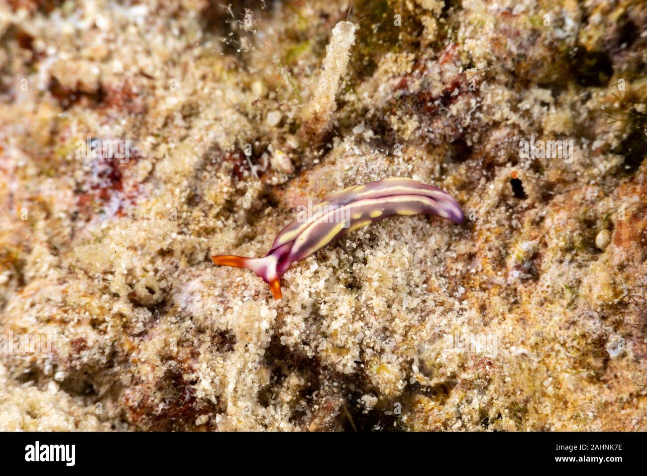 White-spotted Thuridilla, thuridilla albopustulosa, is a genus of ...