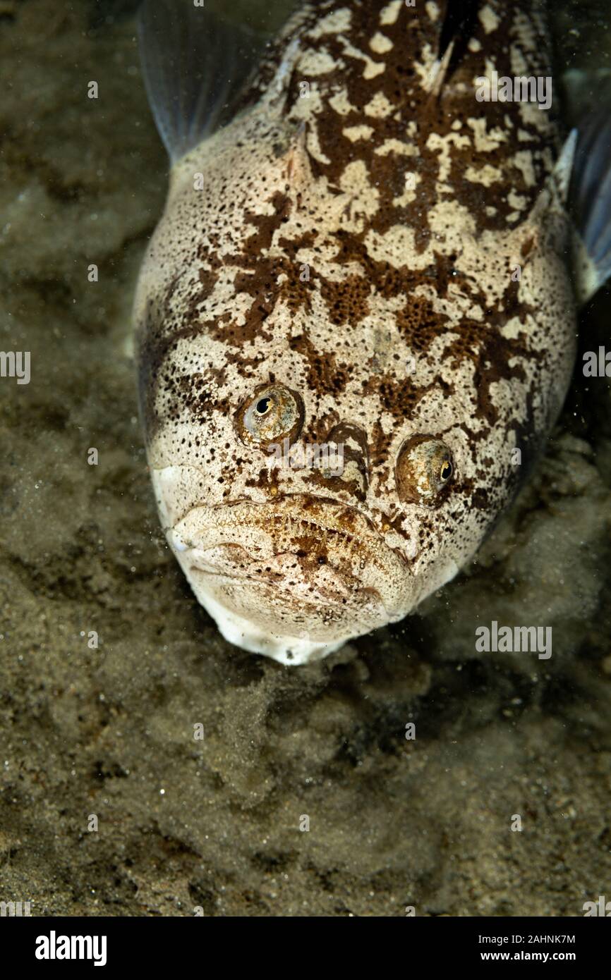 Whitemargin stargazer is a fish of family Uranoscopidae, widespread in ...