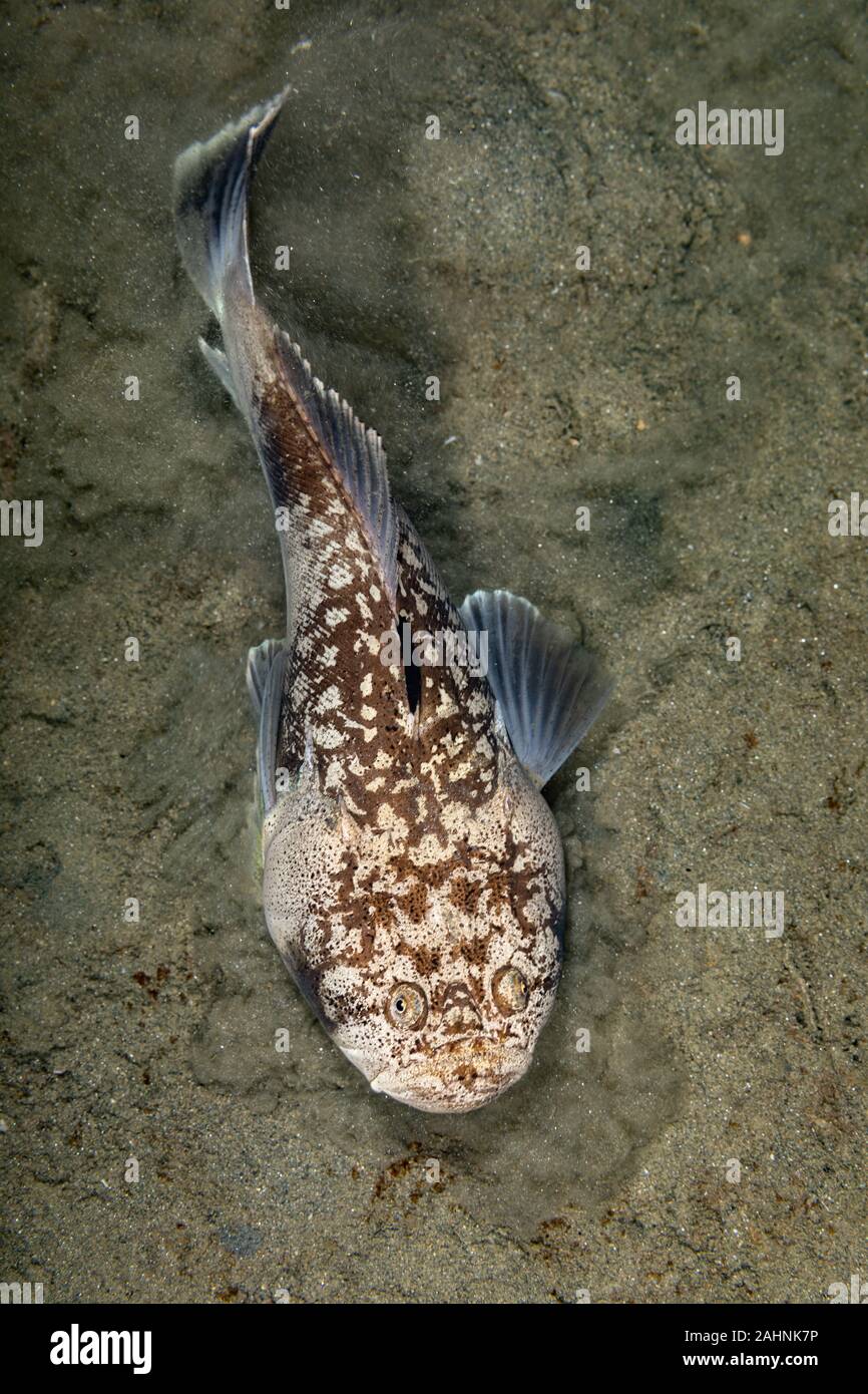 Whitemargin stargazer is a fish of family Uranoscopidae, widespread in ...