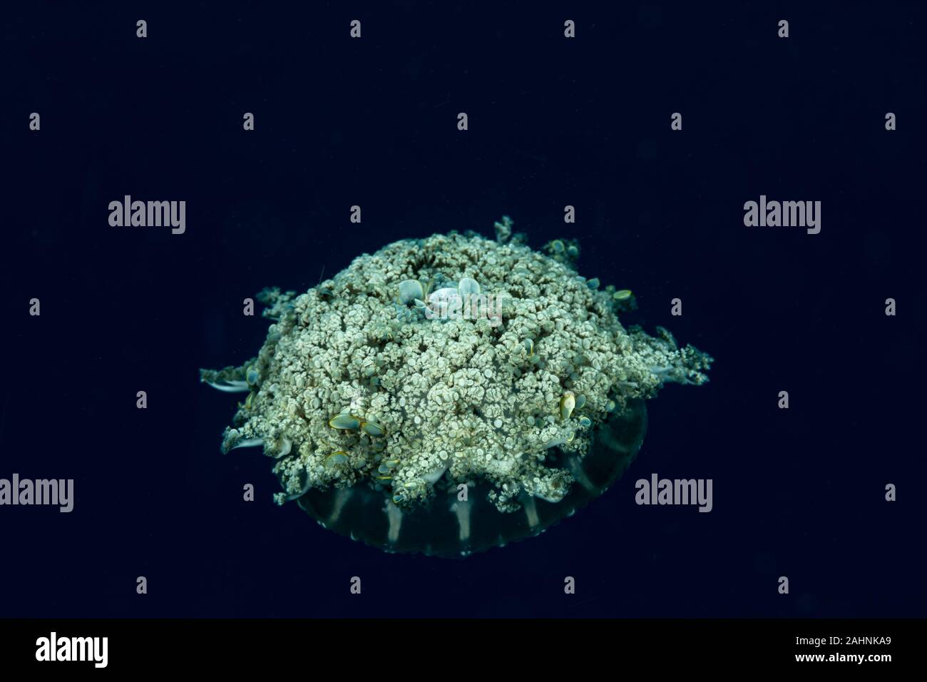 Upside-down jellyfish, Cassiopea andromeda is a type of jellyfish that ...