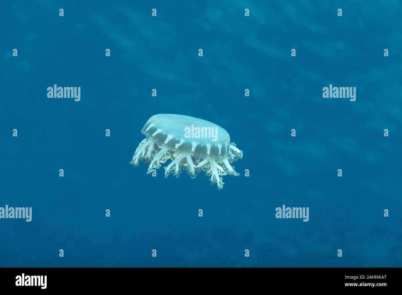 Upside-down jellyfish, Cassiopea andromeda is a type of jellyfish that ...